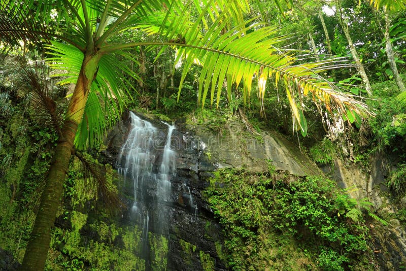 Palm Tree Waterfall stock photo. Image of forest, yunque - 13870584