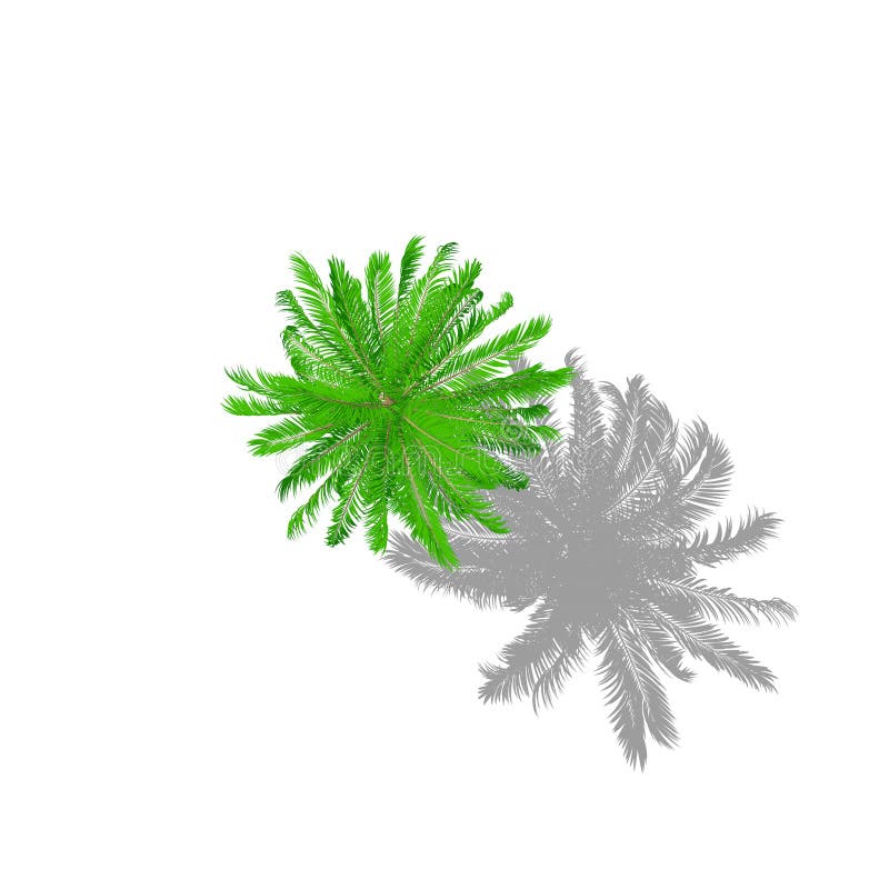 Palm Tree. on White Background. Cartoon Style. Top View Stock ...