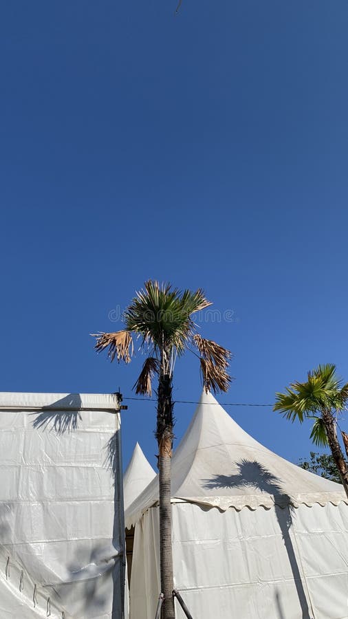 Palm stock image. Image of white, tent, blue, palm, background - 258710055