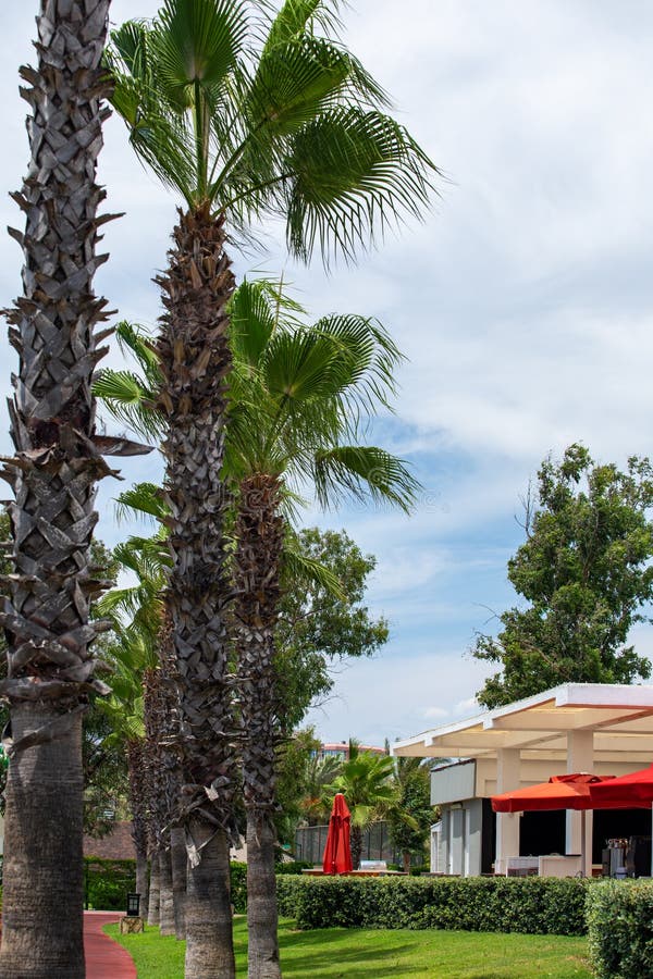 Palm Tree in the Windy Weather Stock Photo - Image of climate, paradise ...