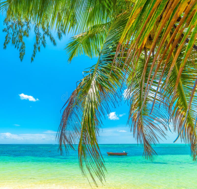 Palm Tree and Wooden Boat in Praslin Stock Photo - Image of tropical ...