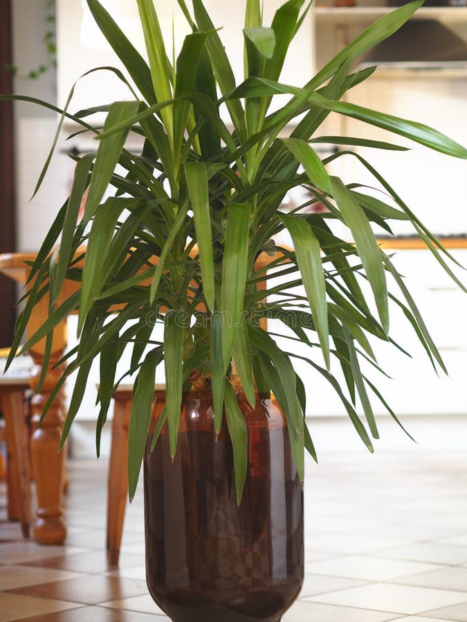 Palm Yucca growing at home stock photo. Image of eternally - 168155426