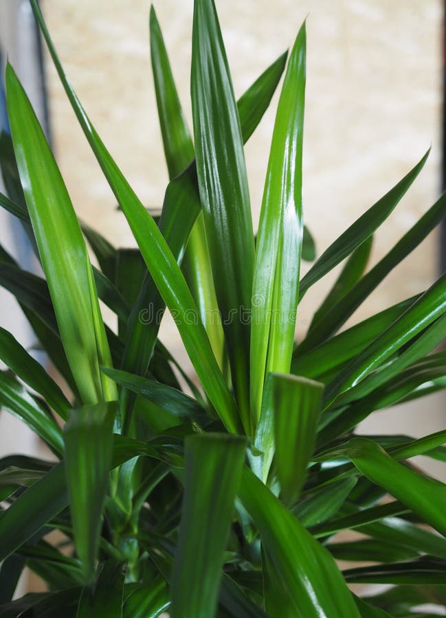 Palm Yucca growing at home stock image. Image of natural - 168155395