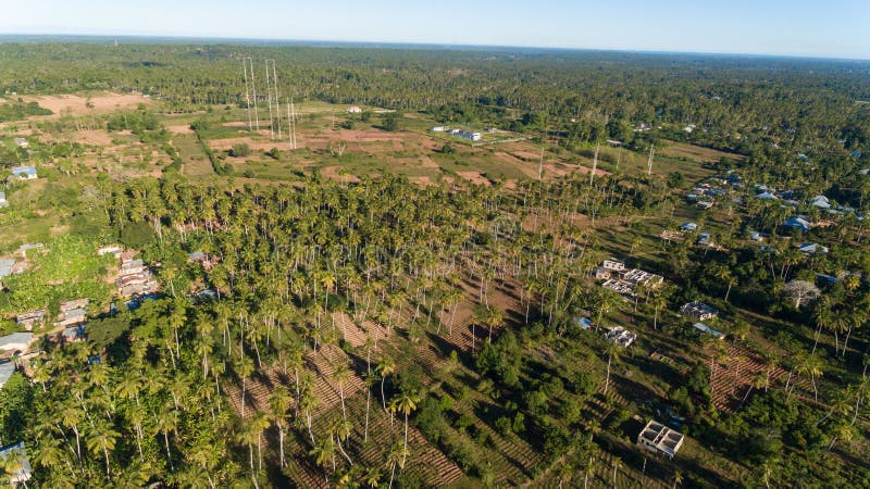 Palm tree, Zanzibar stock image. Image of city, zanzibar - 255646741