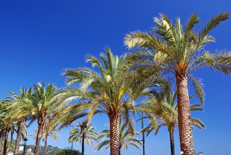 Elche Elx Alicante El Palmeral Palm Trees Park and Altamira Palace ...