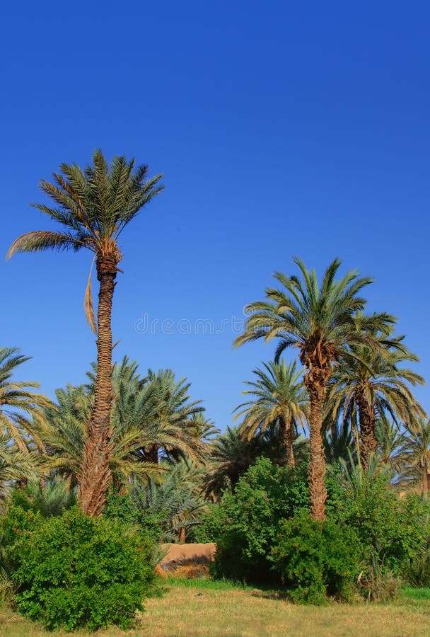 Palm grove stock image. Image of palmaceae, calm, morocco - 14682015