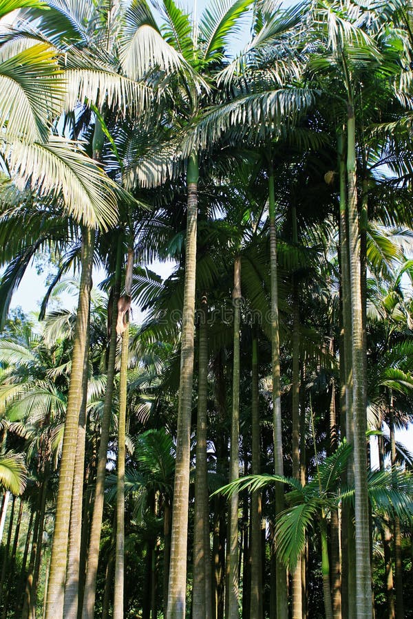 Palm trees stock image. Image of green, tree, palm, trees - 15589093