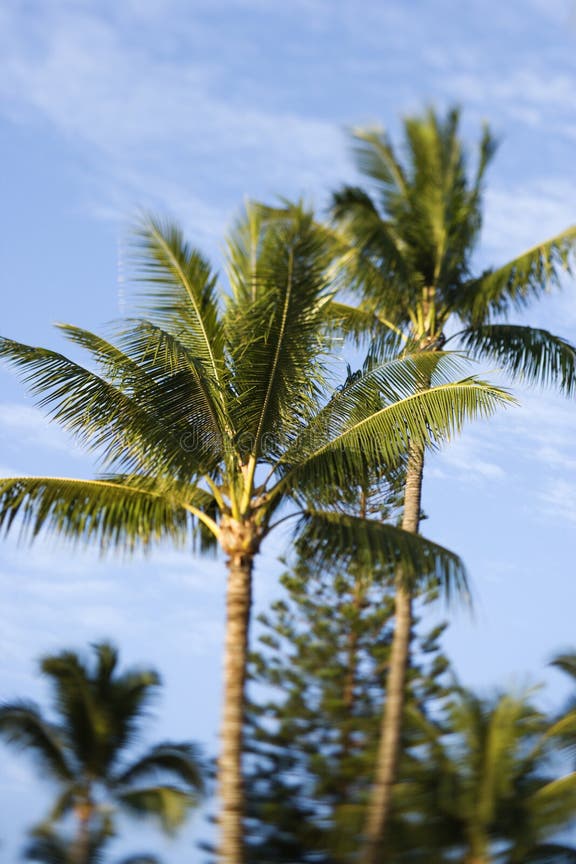 Palm trees stock photo. Image of maui, scenic, selective - 2045756