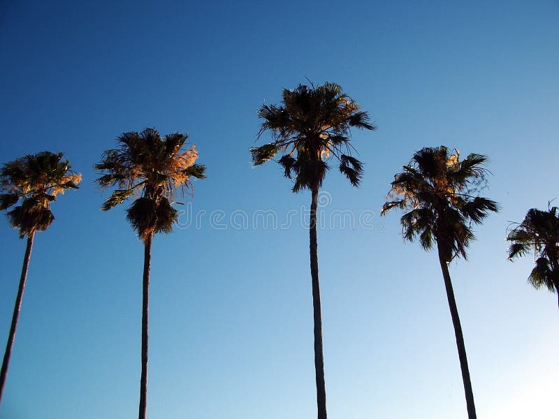 Palm Trees stock image. Image of palm, tropical, perth - 226379