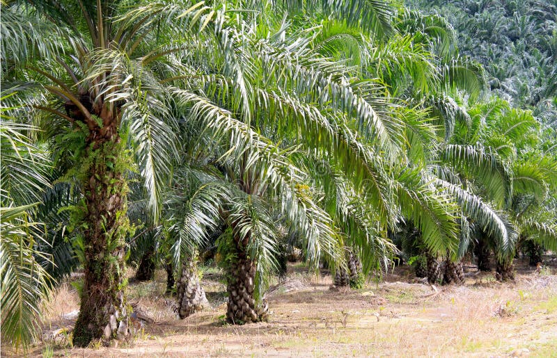 Mature Standard Trees Stock Photos - Free & Royalty-Free Stock Photos ...