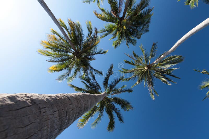 Palm trees stock image. Image of tropic, nice, palm, beautiful - 24143091