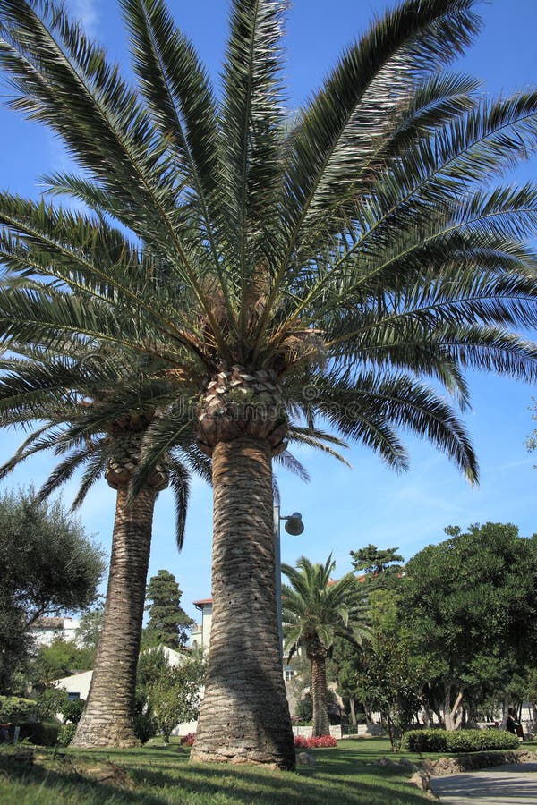 Palm trees stock image. Image of europe, grass, tropical - 27326437