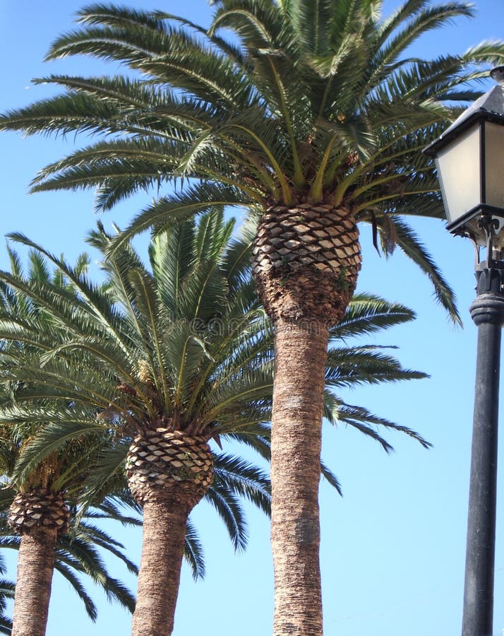 Palm Trees stock image. Image of bright, post, line, lamp - 524039