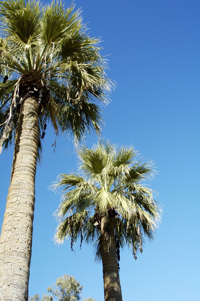 1,022 Arizona Palm Trees Desert Stock Photos - Free & Royalty-Free ...