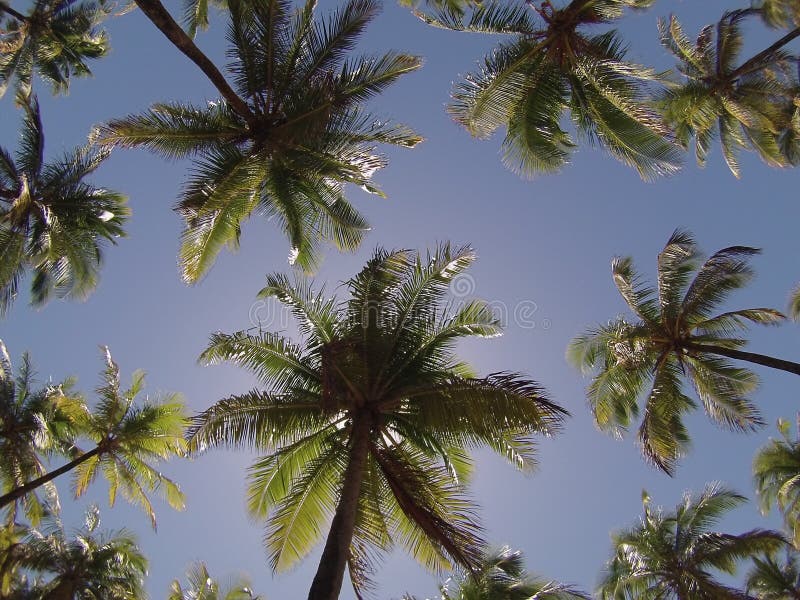 Palm trees from above stock photo. Image of blue, group - 92361116