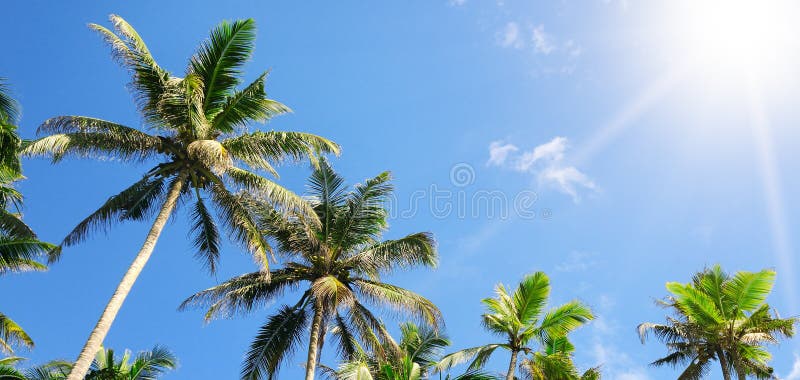 Palm Trees Against the Blue Sky and Sun Stock Photo - Image of plant ...