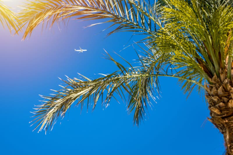 Palm trees and airplane stock image. Image of coconut - 246743813
