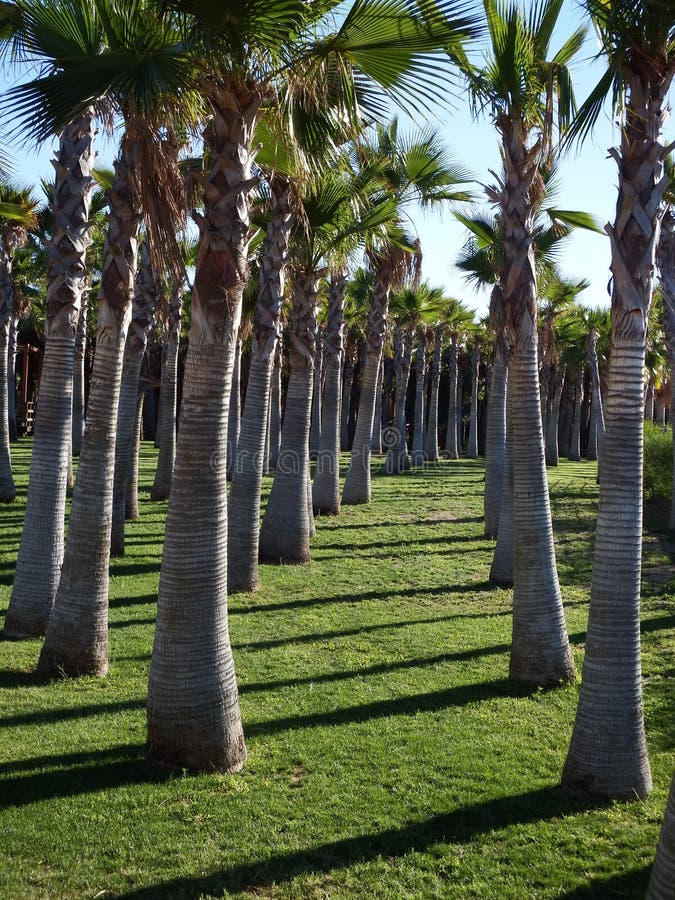 Palm Trees Aligned in the Park Stock Image - Image of summer, beach ...