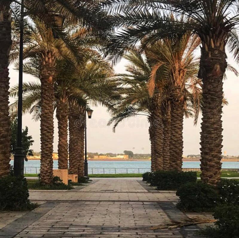 Palm trees stock image. Image of lead, palm, trees, aligned - 184625121