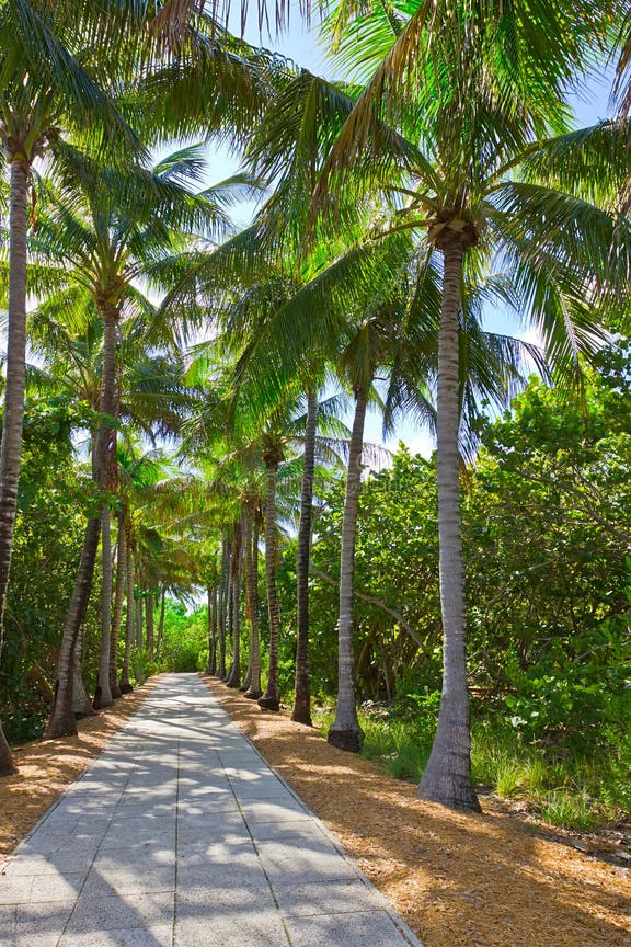 Palm Trees Alley, Key Biscayne Stock Photo - Image of silhouette, palm ...