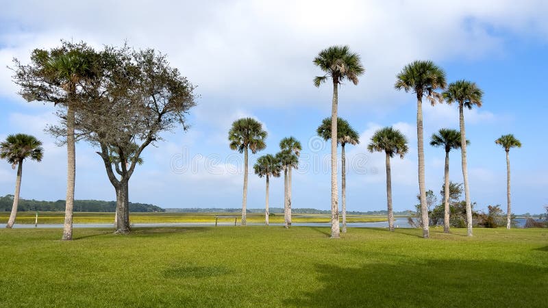Palm Trees Along a Marshy Area in Northeast Florida Along the St. Johns ...