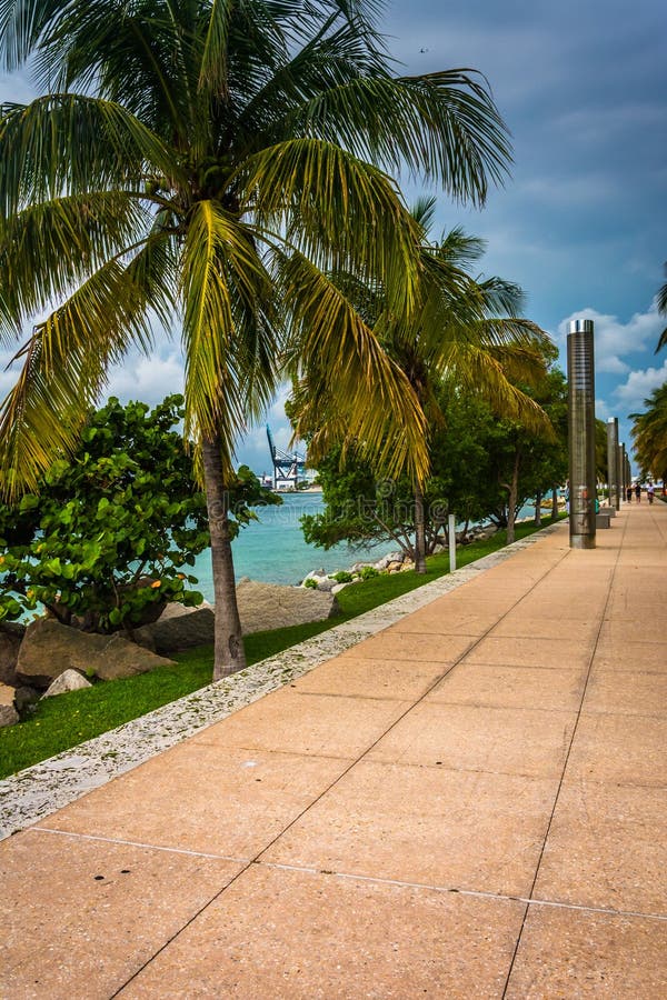 Palm Trees Along a Path at South Point Park, Miami, Beach. Stock Image ...