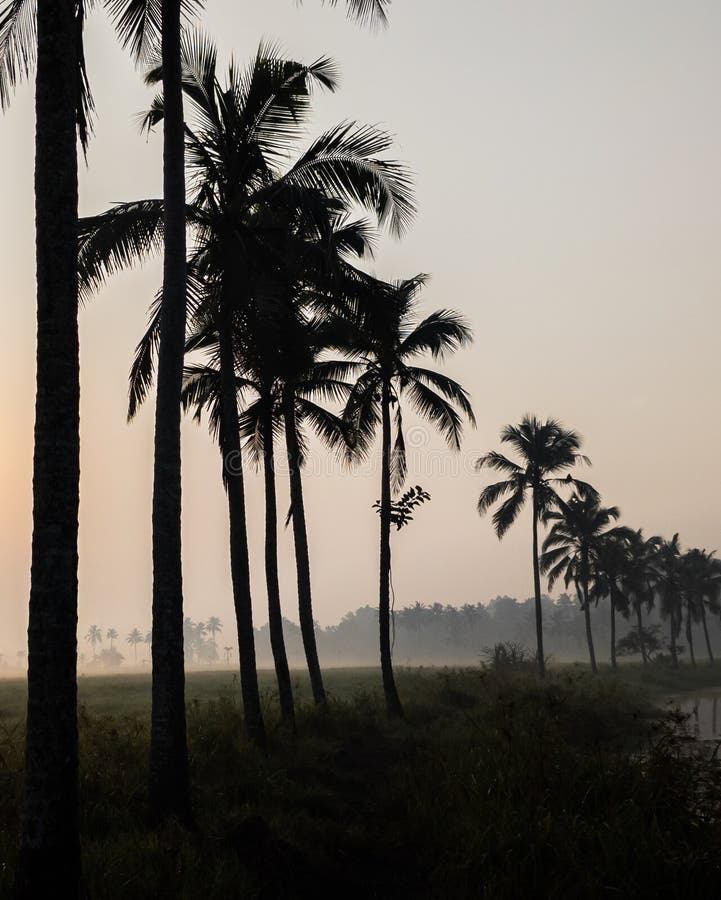 Palm Trees Along the Pathway, Nature Photography Stock Image - Image of ...