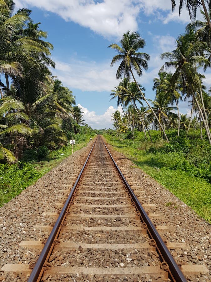 Palm Trees Along the Railway Stock Image - Image of leaves, begins ...