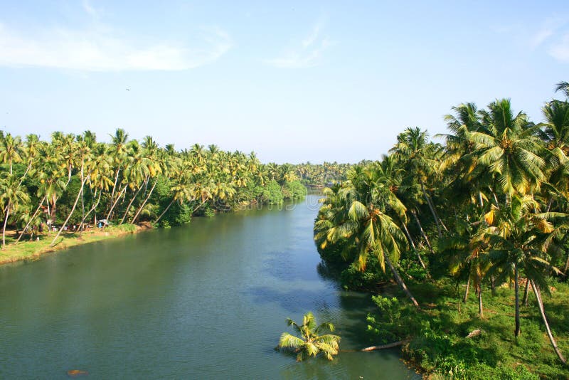 Palm trees along river stock photo. Image of flowing - 15203180