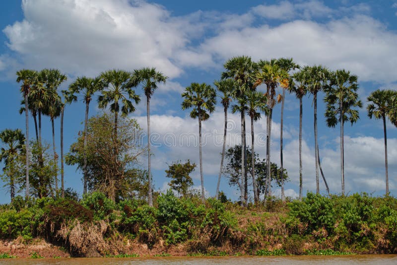 Palm Trees Along the River Bank in the Philippines Stock Photo - Image ...