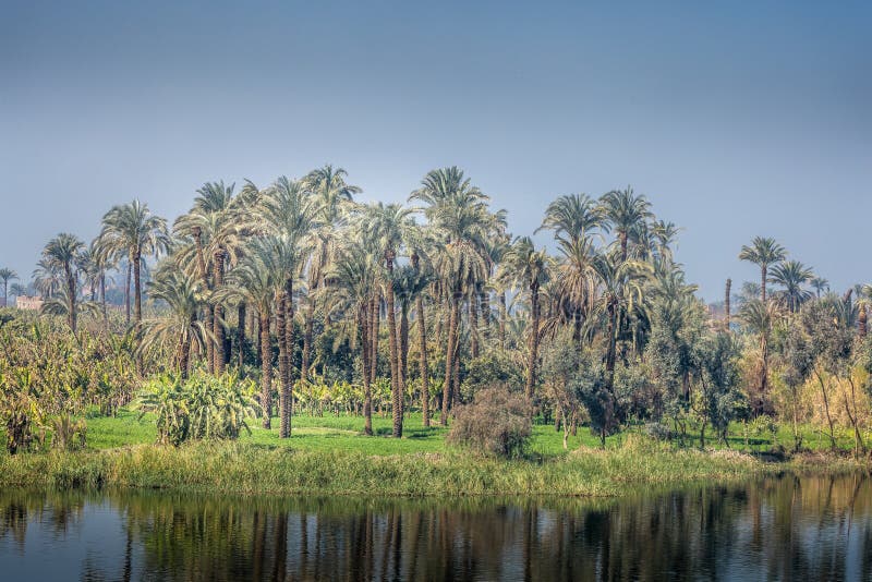 Palm Trees Along the River Nile on a Sunny Day Stock Photo - Image of ...