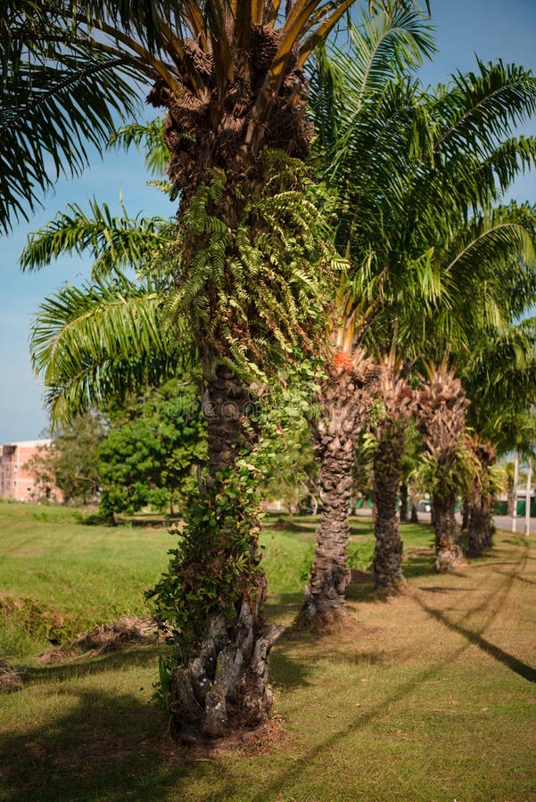 Palm trees along the road stock image. Image of green - 111367203