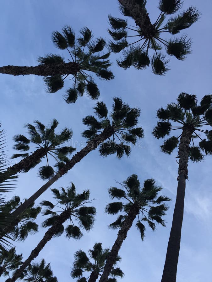 Palm trees editorial photo. Image of palm, tropics, california - 88760226