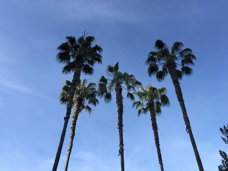 Anaheim California Palm Trees Stock Photos - Free & Royalty-Free Stock ...
