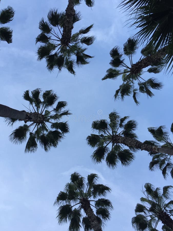 Palm Trees in Anaheim, California. Stock Image - Image of trees ...