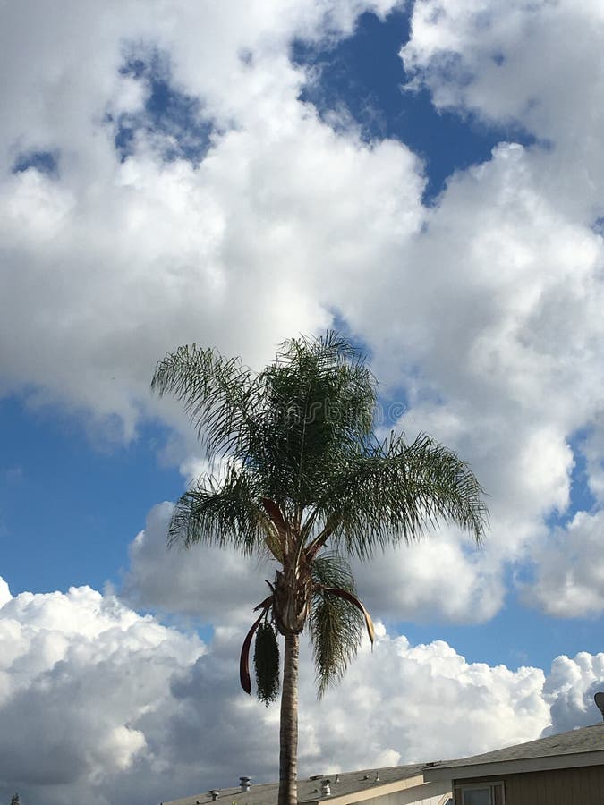 Palm trees in Anaheim stock photo. Image of anaheim, blue - 81850056