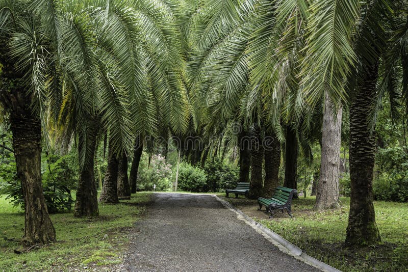 Palm Trees in the Arboretum Park in Sochi Stock Photo - Image of city ...