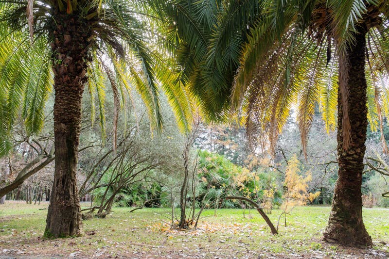 Palm trees in autumn stock image. Image of vibrant, color - 78964841