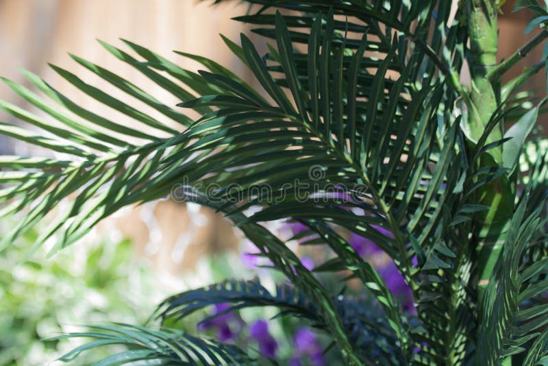 Palm Trees on the Back Deck in the Outdoor Oasis Stock Image - Image of ...