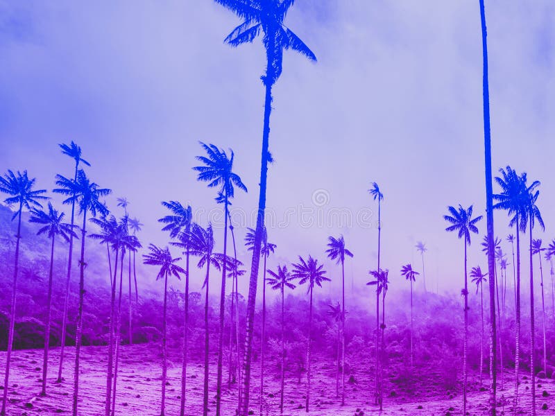 Purple Palm trees stock photo. Image of beauty, thought - 63529172