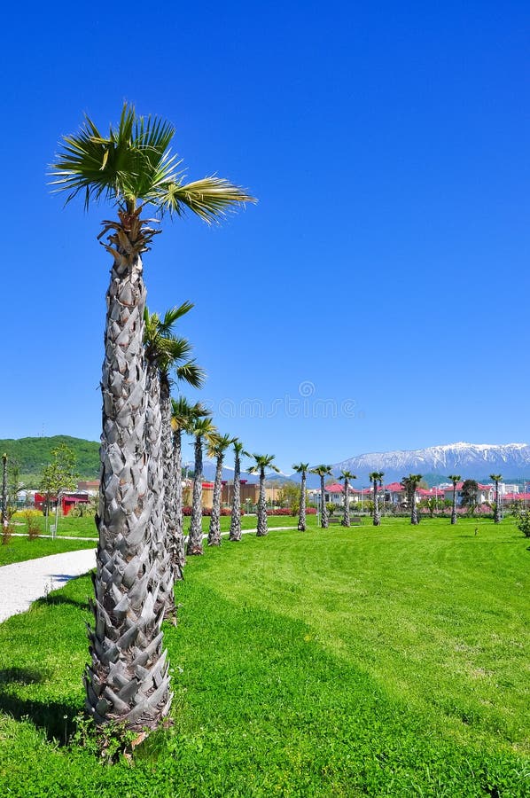 Palm Trees on the Background of Snowy Mountains in the Adler District ...