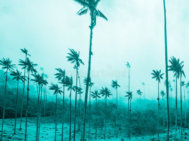 Palm Trees Background on Turquoise Stock Photo - Image of tropical ...