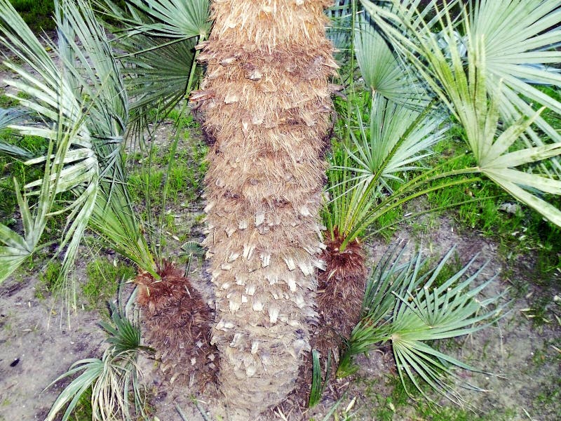 Palm trees stock image. Image of forest, leaves, botany - 90668309