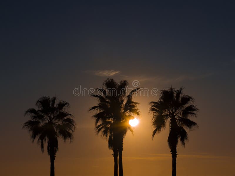 Palm trees backlit stock image. Image of outdoors, silhouette - 49879517