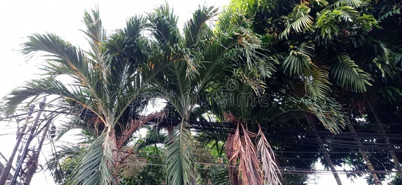 Palm Trees Backside Cable Tropical Fresh Stock Image - Image of palm ...