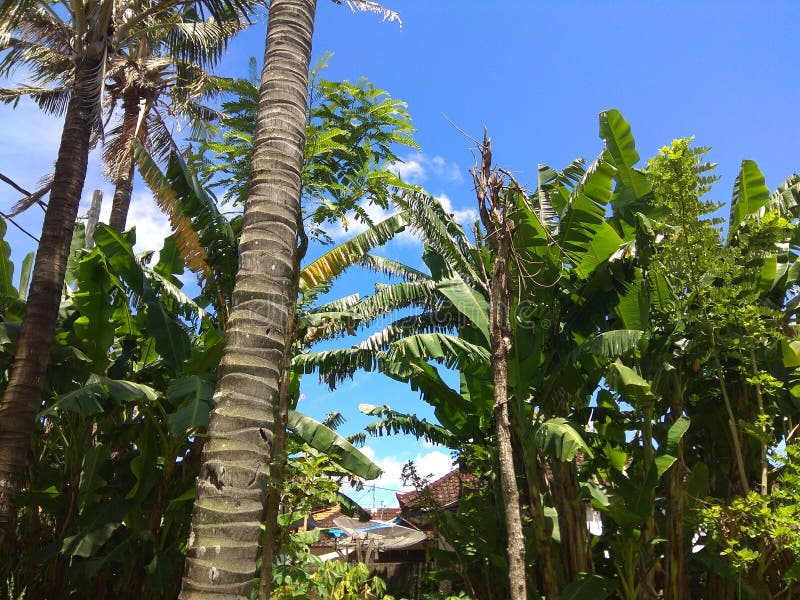 Palm trees on Bali stock photo. Image of island, palm - 124670730