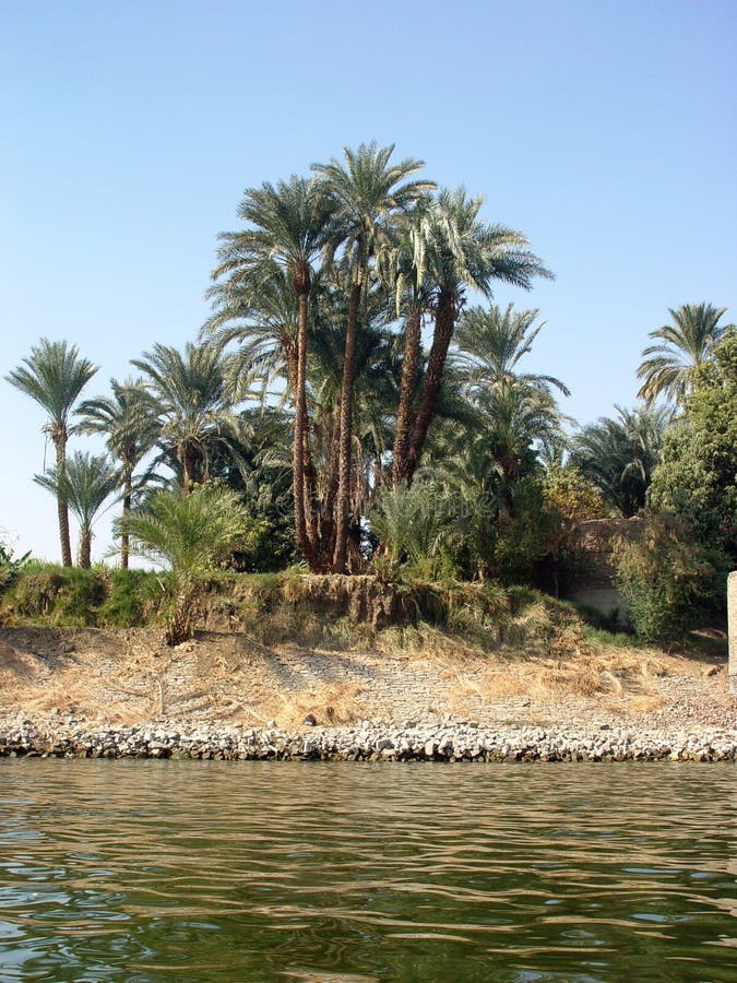 Palm Trees on the Banks of the Nile Stock Image - Image of plant, river ...