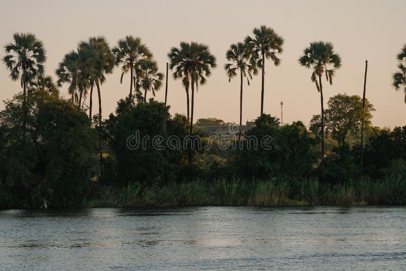 Palm Trees on the Banks of the Zambezi River in Zimbabwe Stock Image ...