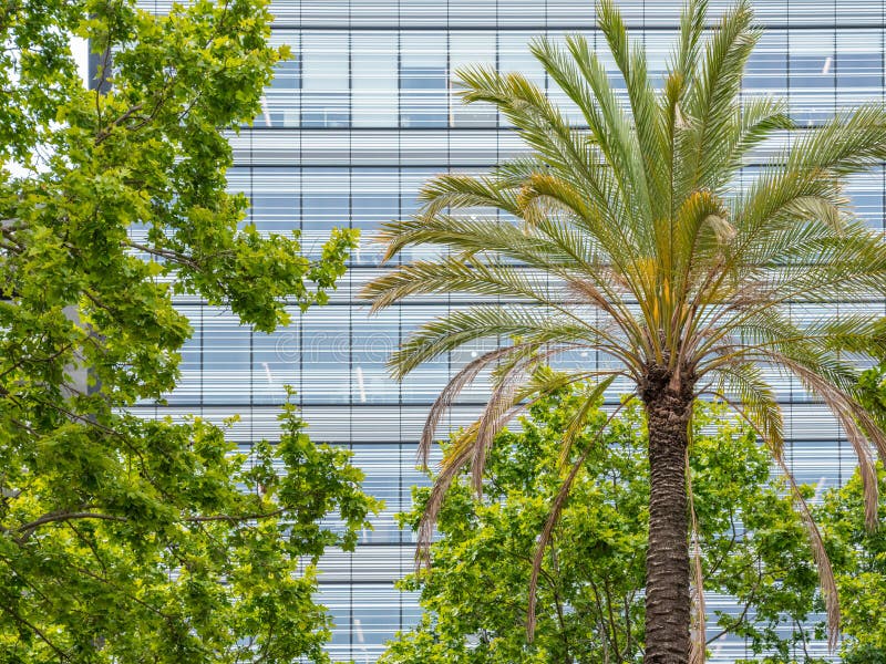 Palm Trees in Barcelona City Stock Photo - Image of barcelona ...