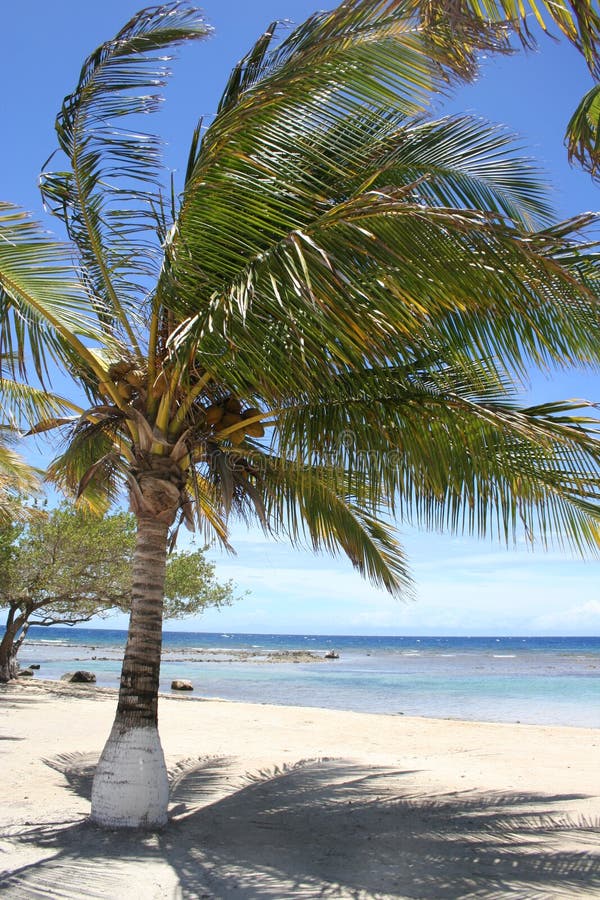 Palm Trees On A Beach Picture. Image: 6189461